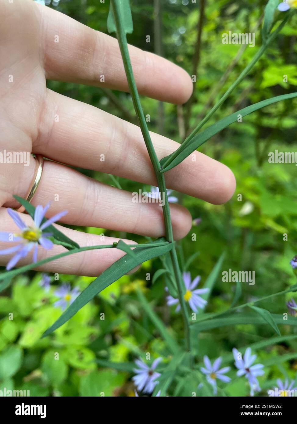 smooth blue aster (Symphyotrichum laeve Stock Photo - Alamy