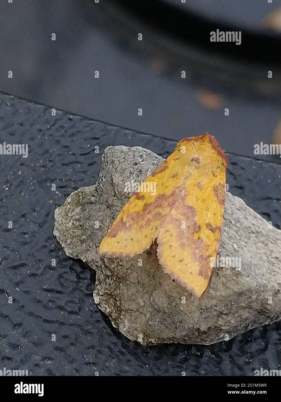 Pink-barred Sallow (Xanthia togata Stock Photo - Alamy