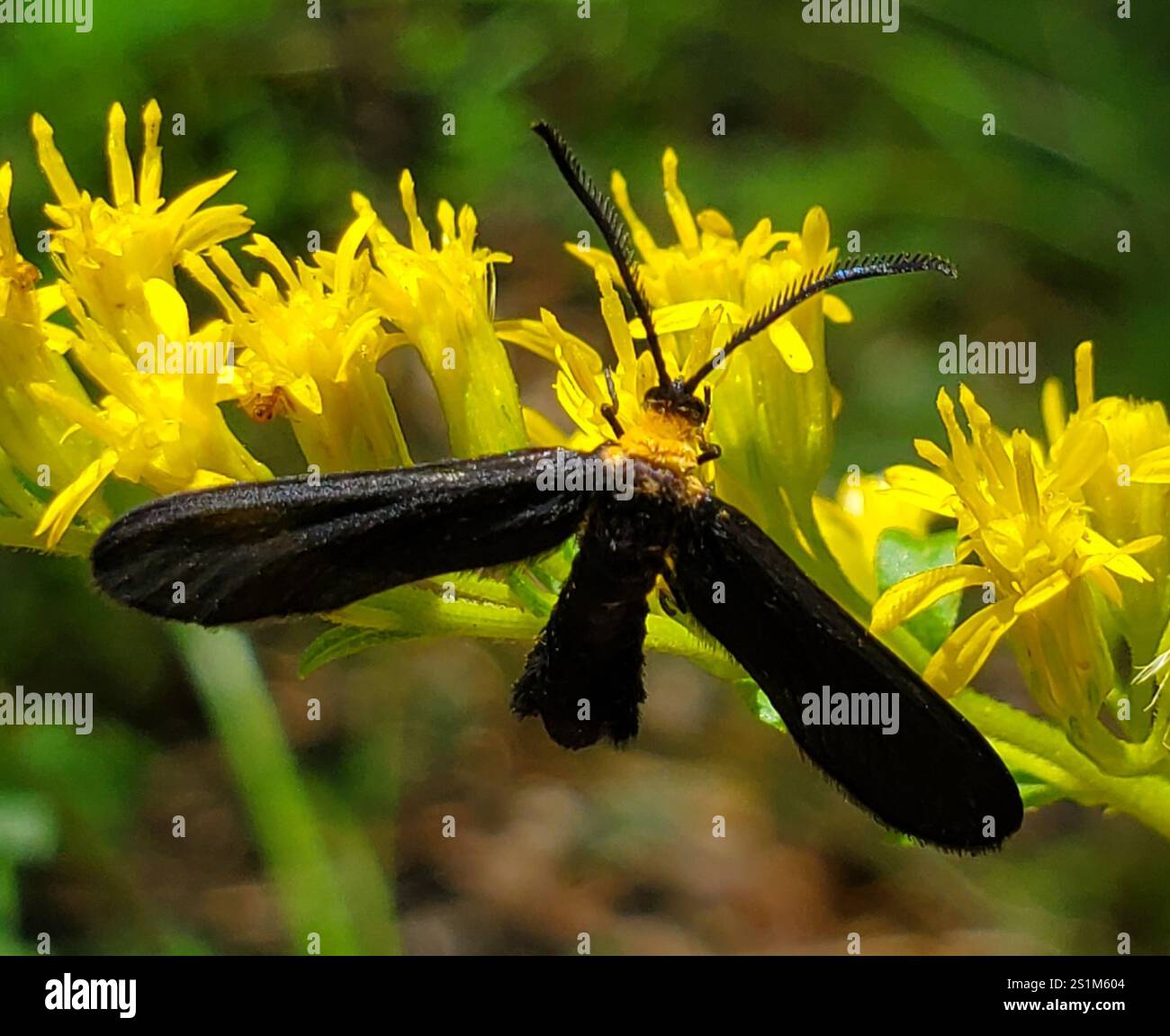 Grapeleaf Skeletonizer Moth (Harrisina americana Stock Photo - Alamy