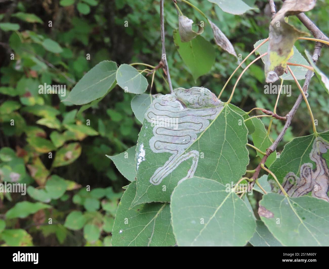Aspen Serpentine Leafminer Moth (Phyllocnistis populiella Stock Photo ...