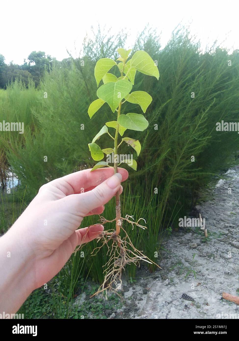 Chinese Tallow (Triadica sebifera Stock Photo - Alamy