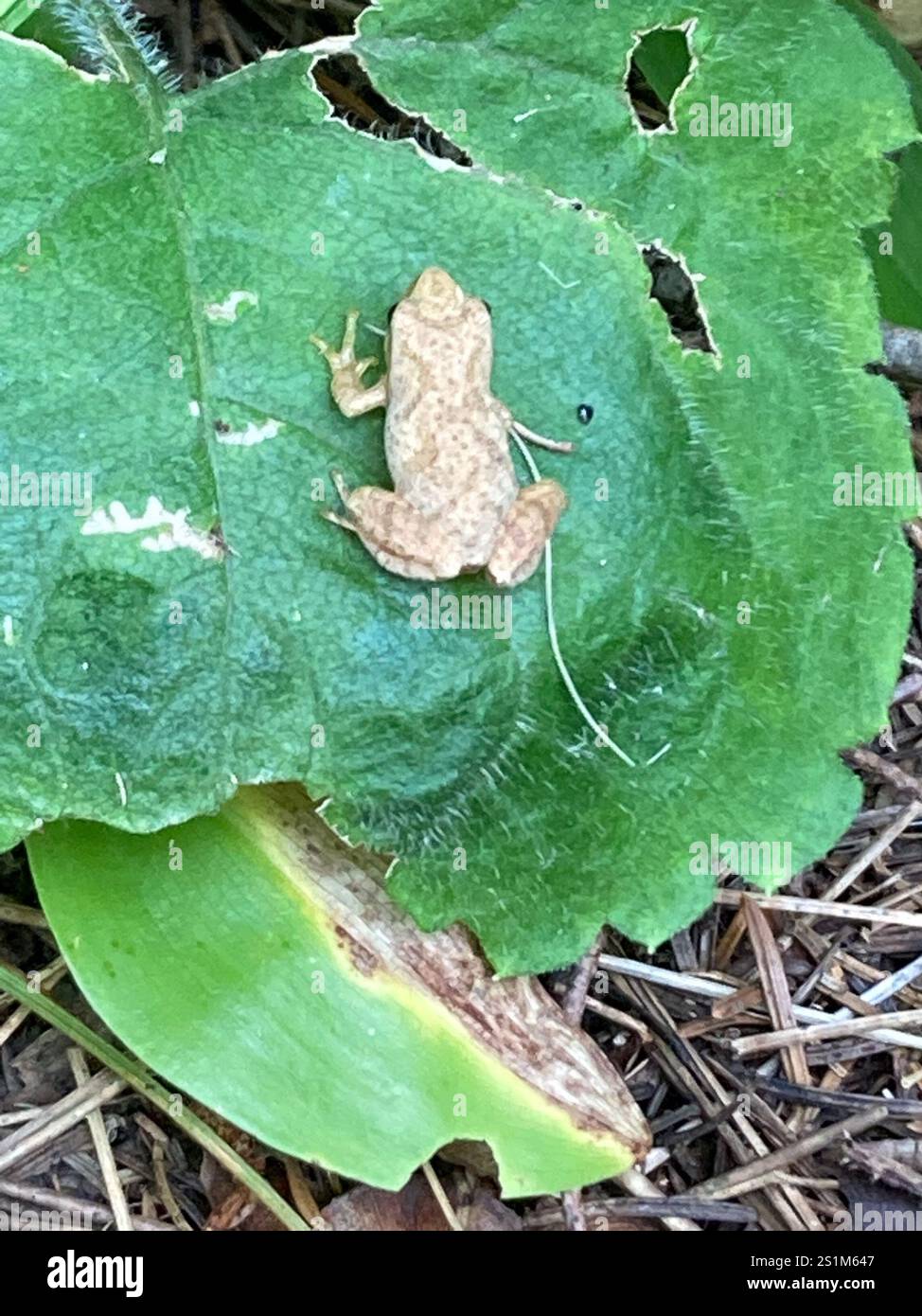 Spring Peeper (Pseudacris crucifer Stock Photo - Alamy