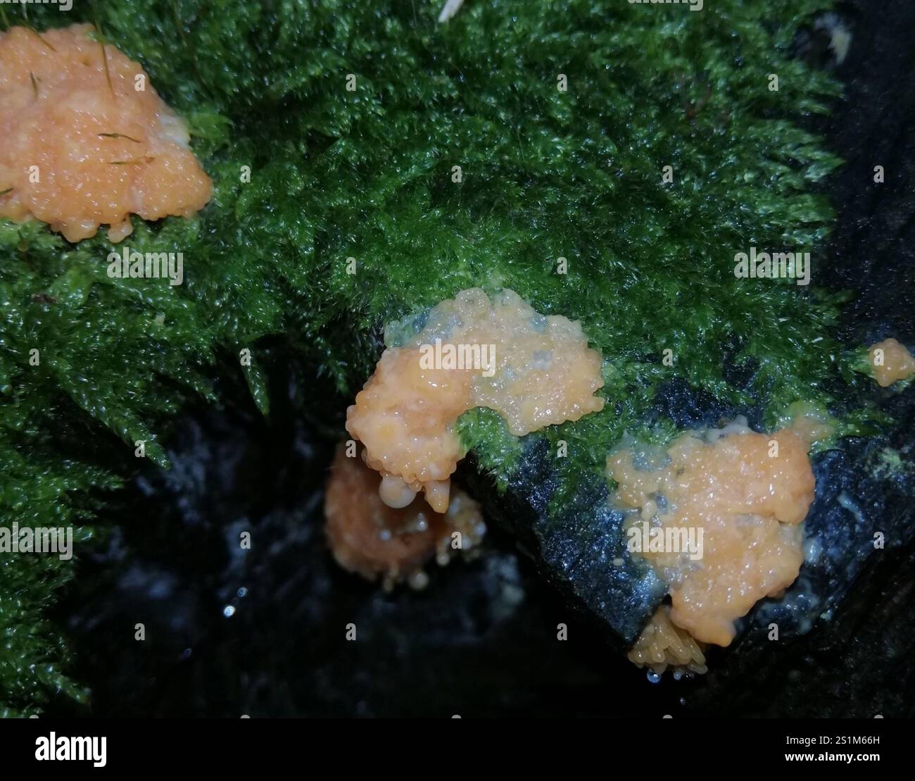 Red Raspberry Slime Mold (Tubifera ferruginosa Stock Photo - Alamy