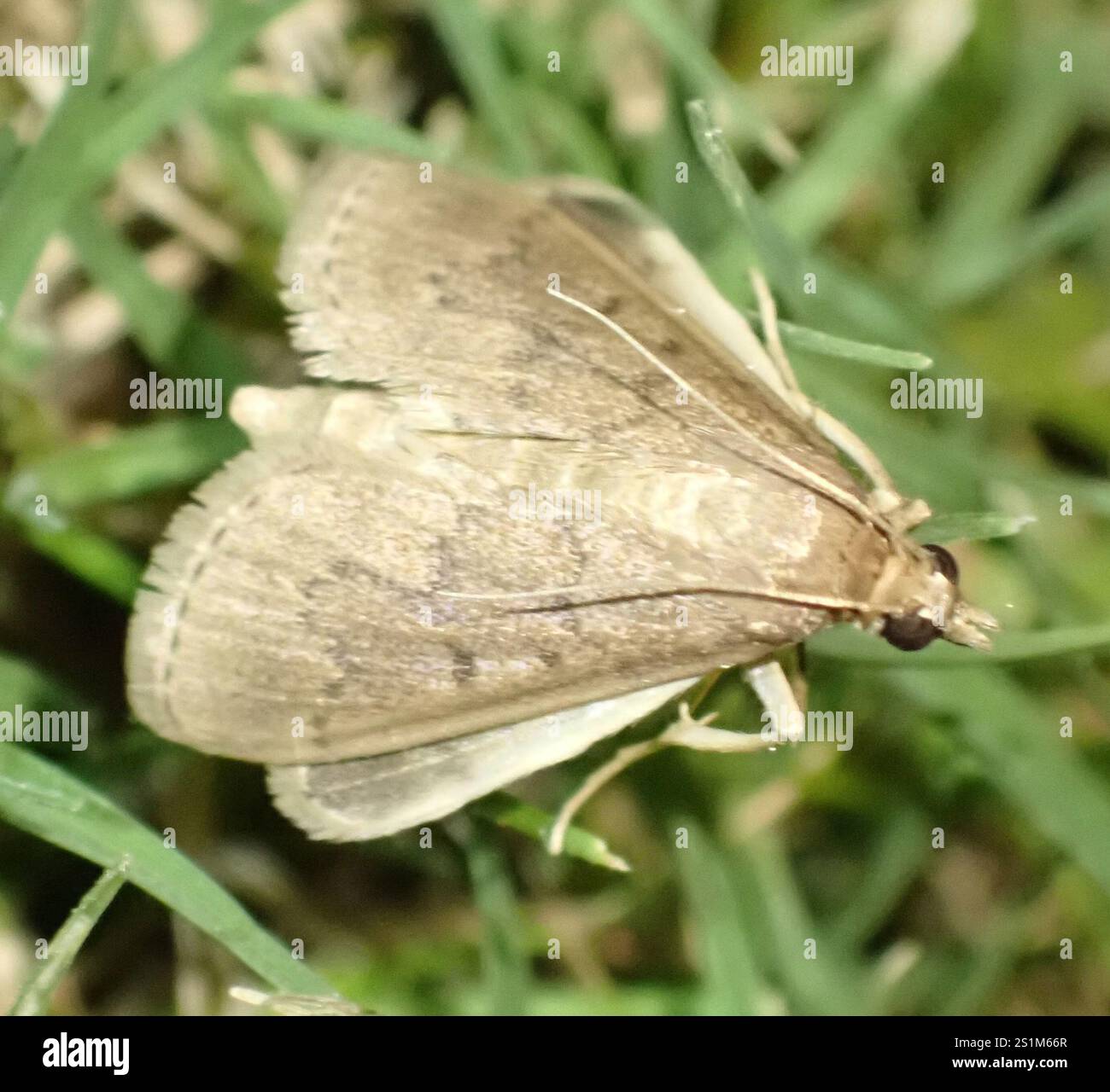 Grass Webworm Moth (Herpetogramma licarsisalis Stock Photo - Alamy