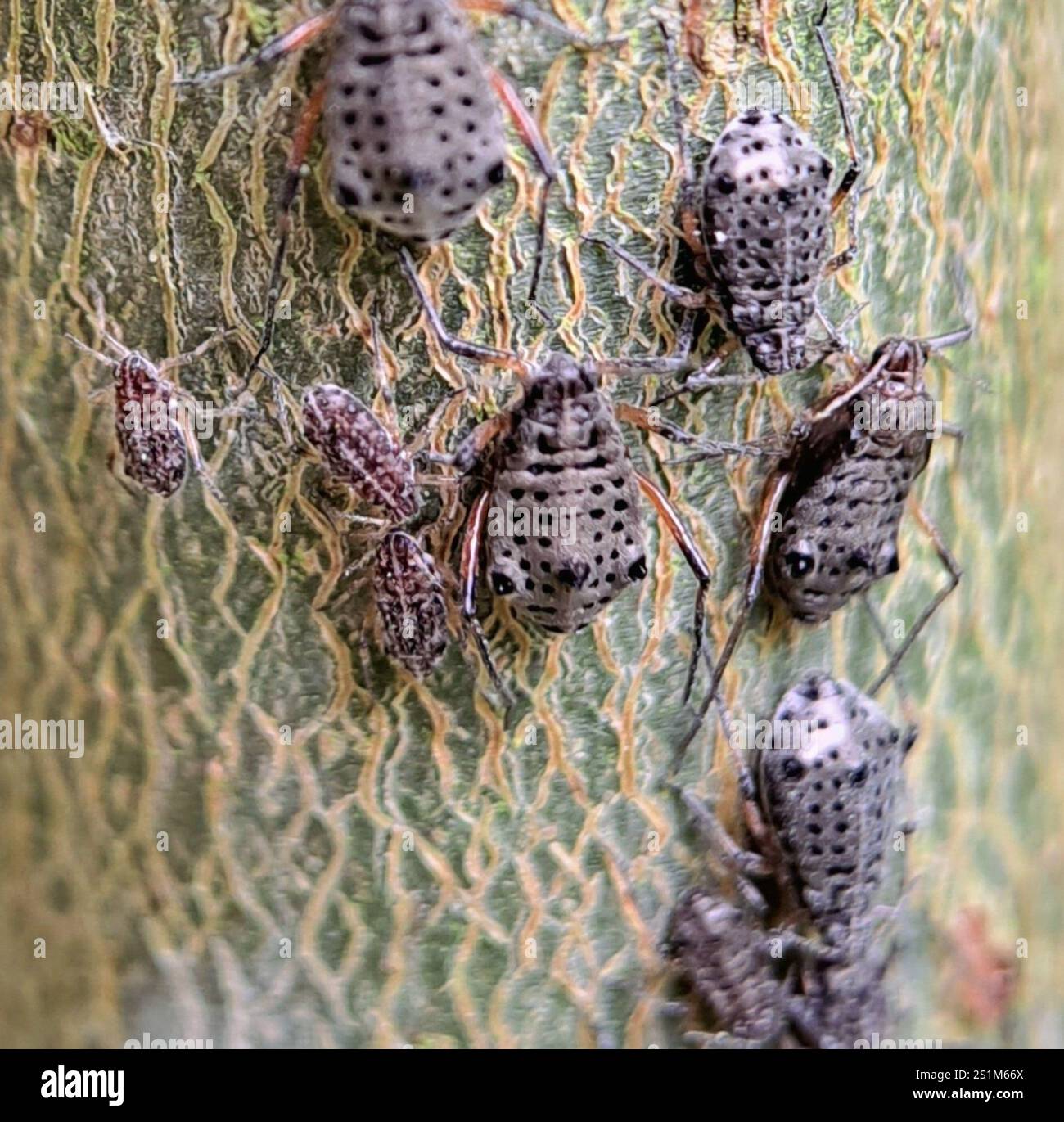 Giant Willow Aphid (Tuberolachnus salignus Stock Photo - Alamy