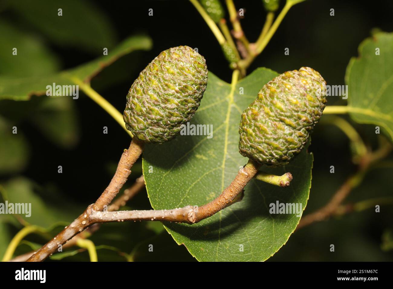Italian alder (Alnus cordata Stock Photo - Alamy