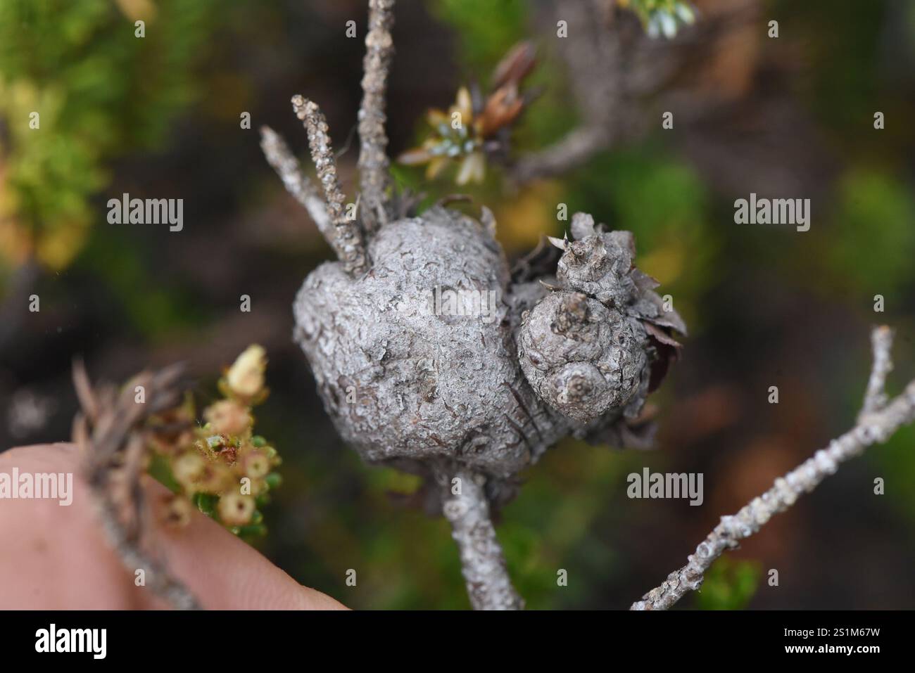 rust fungi (Pucciniales Stock Photo - Alamy