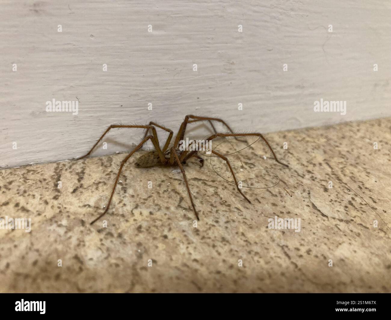Giant House Spider (Eratigena atrica Stock Photo - Alamy