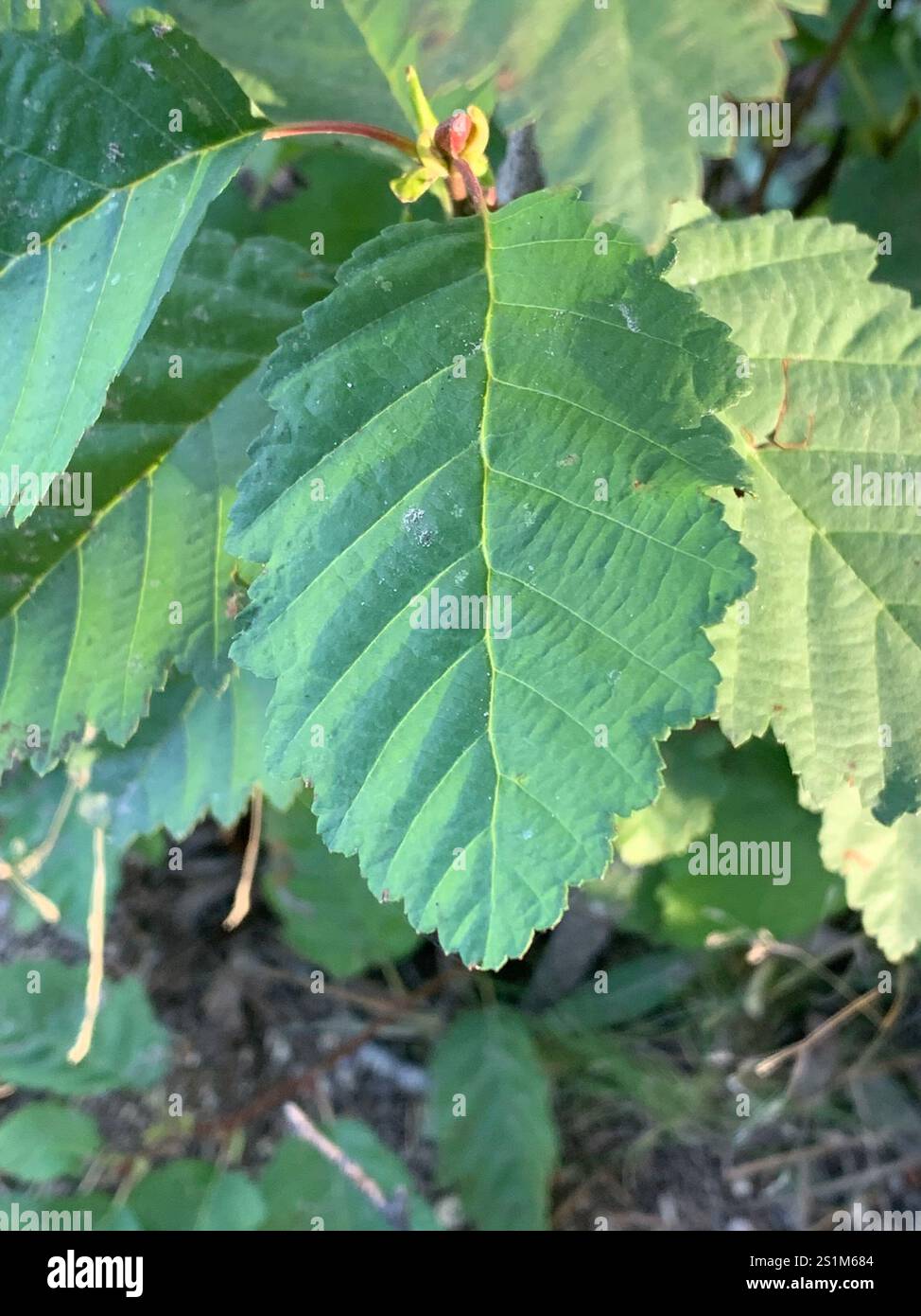 grey alder (Alnus incana Stock Photo - Alamy