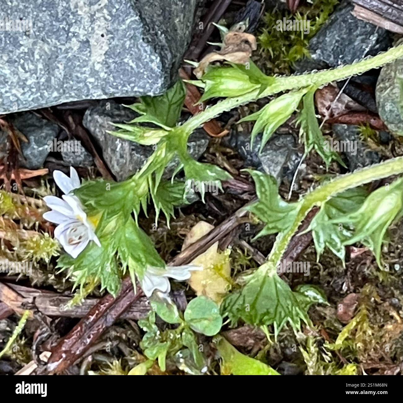 Common Eyebright (Euphrasia nemorosa Stock Photo - Alamy