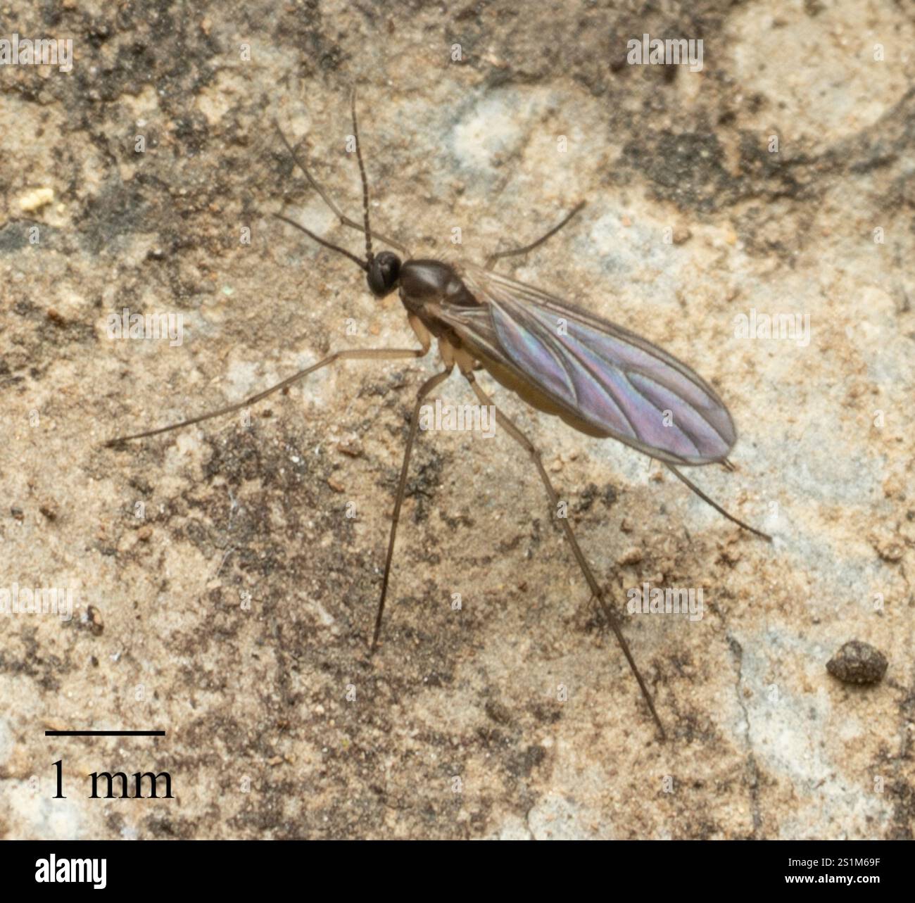 Dark-winged Fungus Gnats (Sciaridae Stock Photo - Alamy