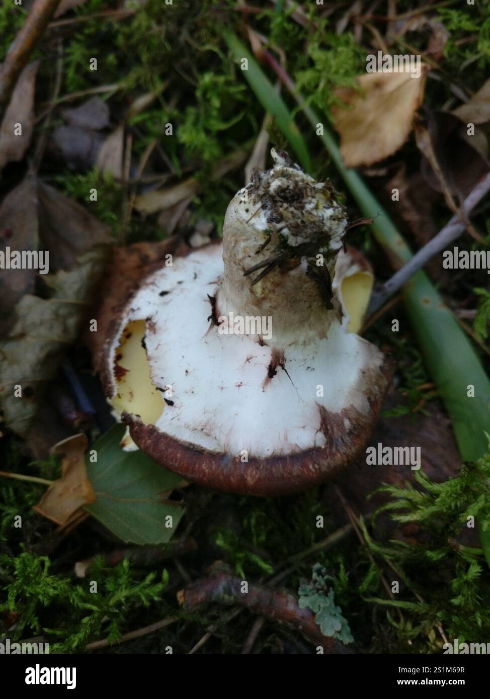 Purple-veiled Slippery Jack (Suillus luteus Stock Photo - Alamy