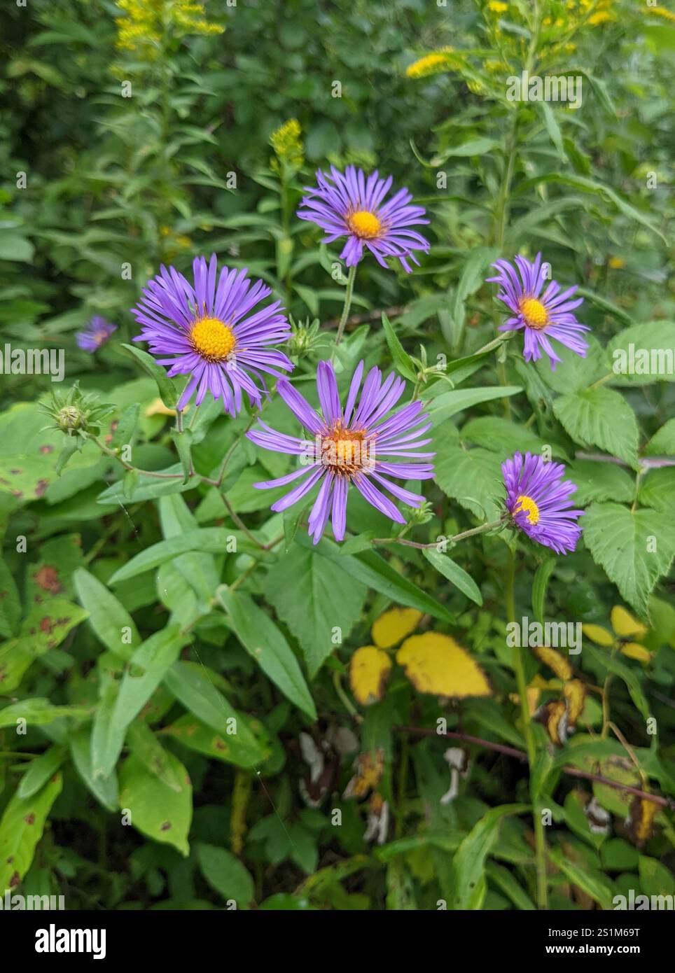 New England aster (Symphyotrichum novae-angliae Stock Photo - Alamy