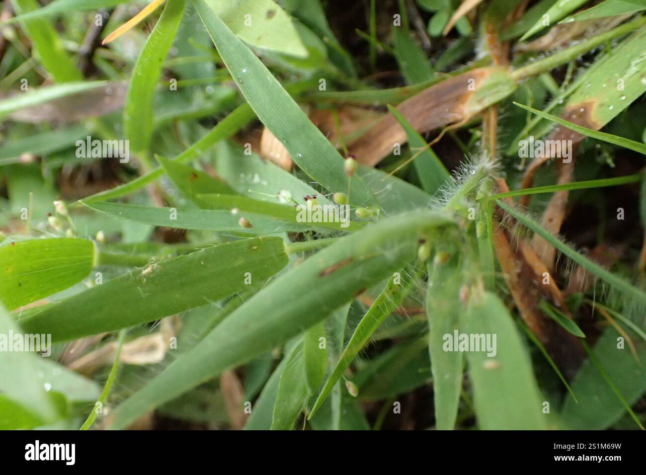 hairy rosette-panicgrass (Dichanthelium acuminatum Stock Photo - Alamy