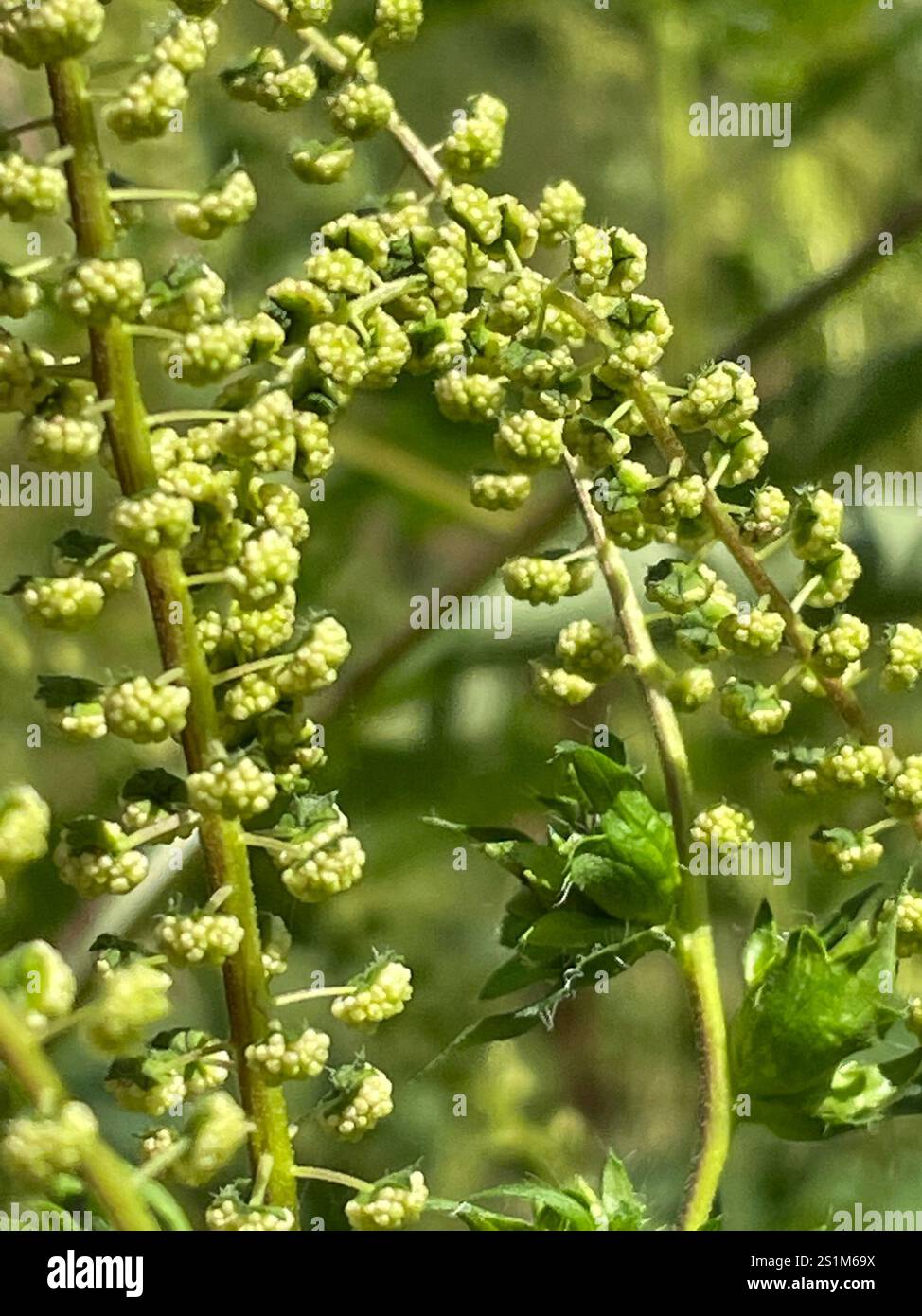giant ragweed (Ambrosia trifida Stock Photo - Alamy