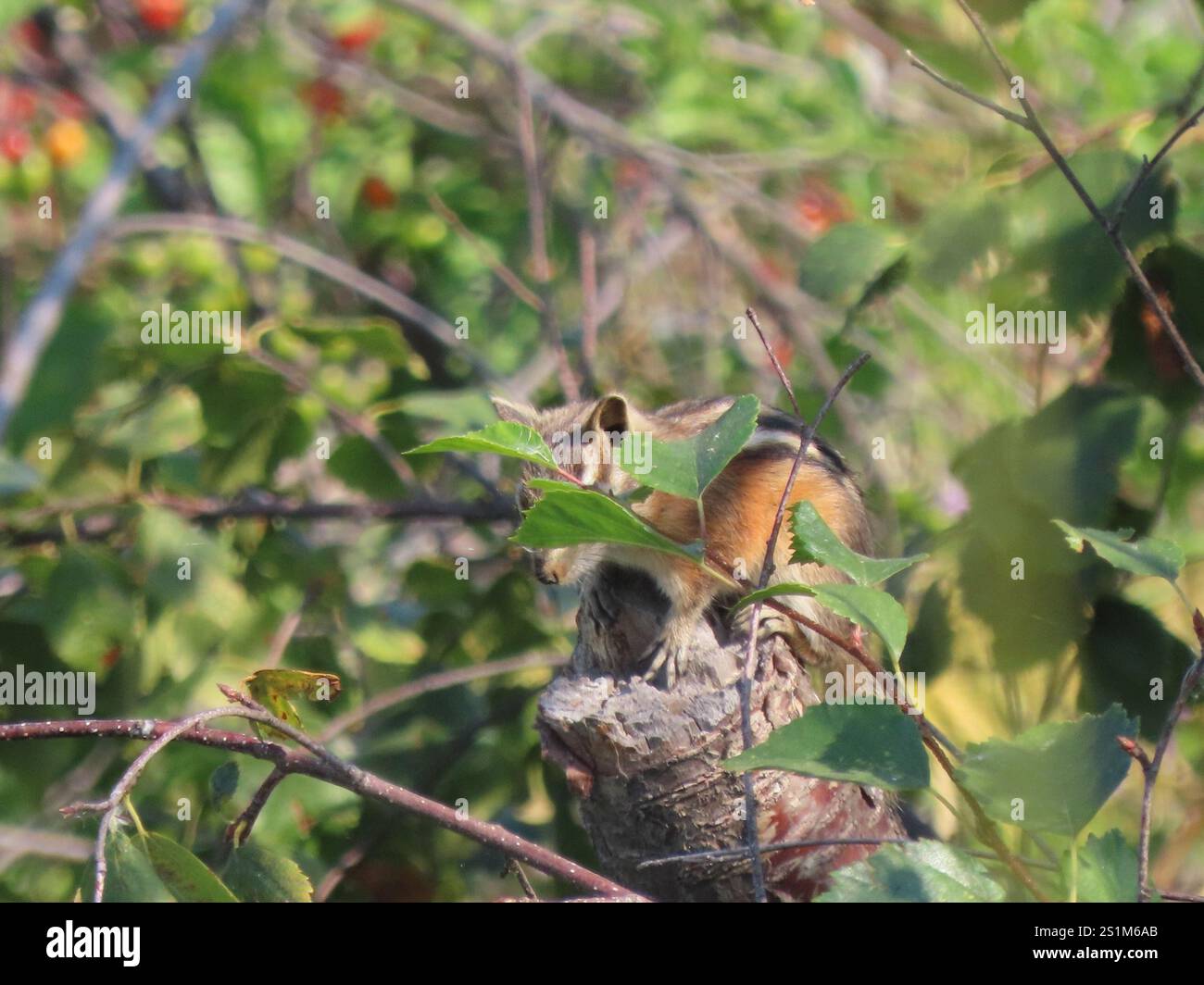 Western Chipmunks (Neotamias Stock Photo - Alamy