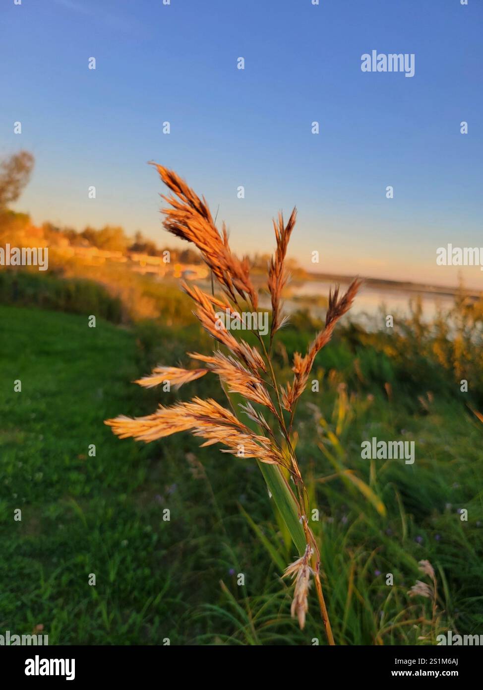 American common reed (Phragmites australis americanus Stock Photo - Alamy