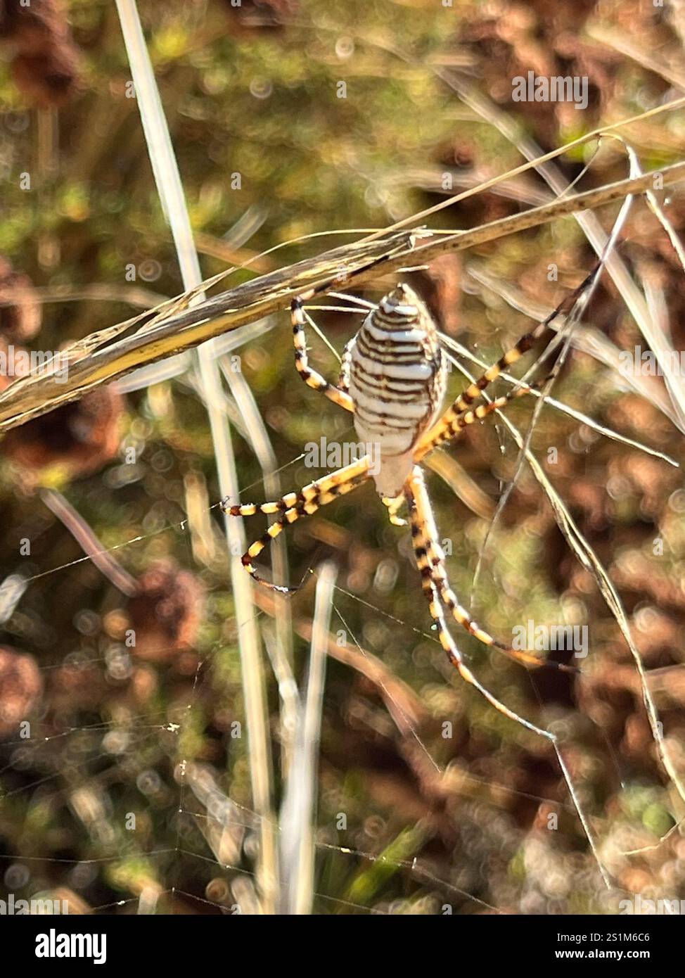 Banded Garden Spider (Argiope trifasciata Stock Photo - Alamy