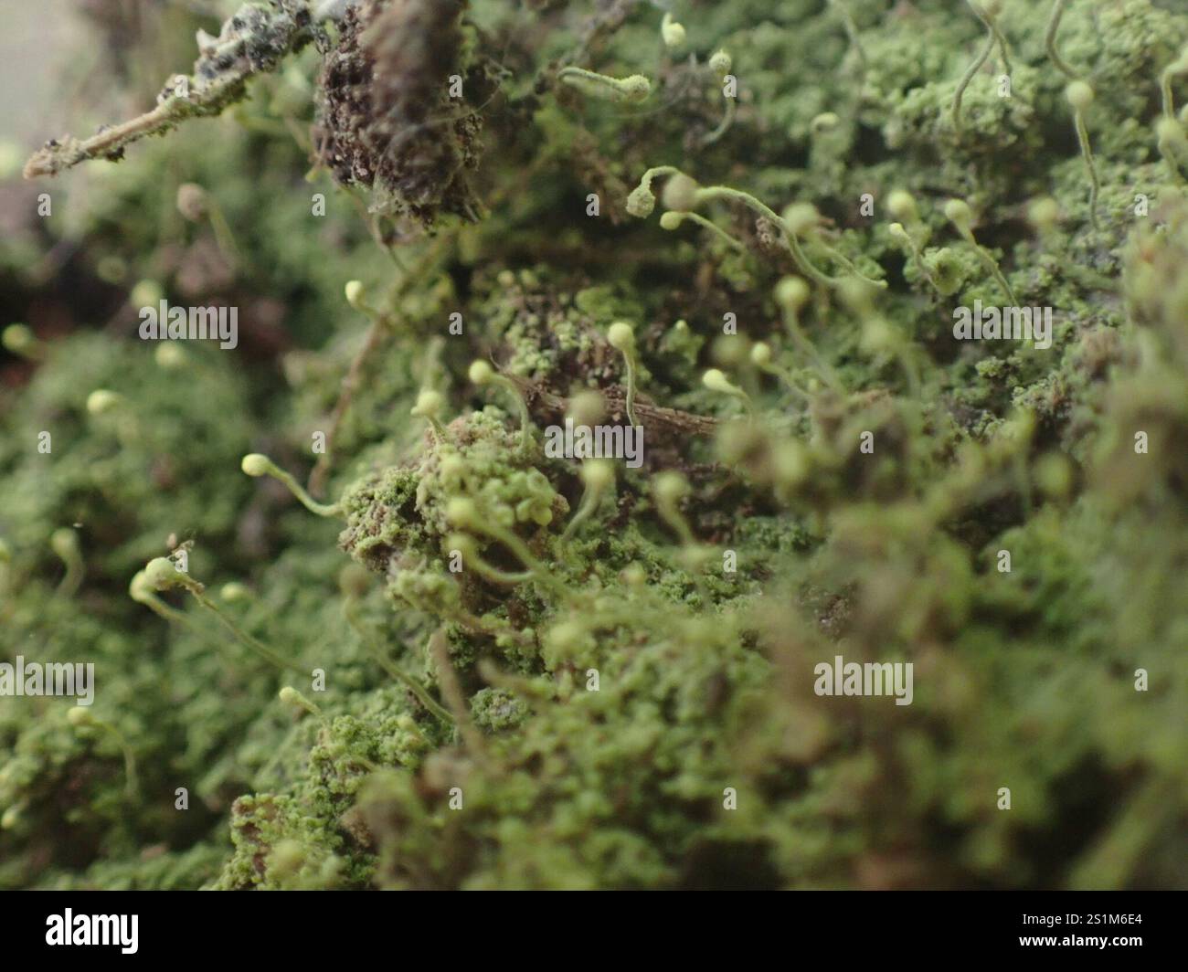 Sulphur Stubble Lichen (Chaenotheca furfuracea Stock Photo - Alamy