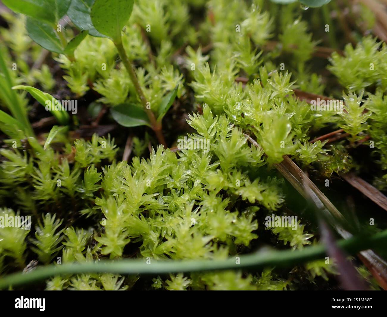 ribbed bog moss (Aulacomnium palustre Stock Photo - Alamy