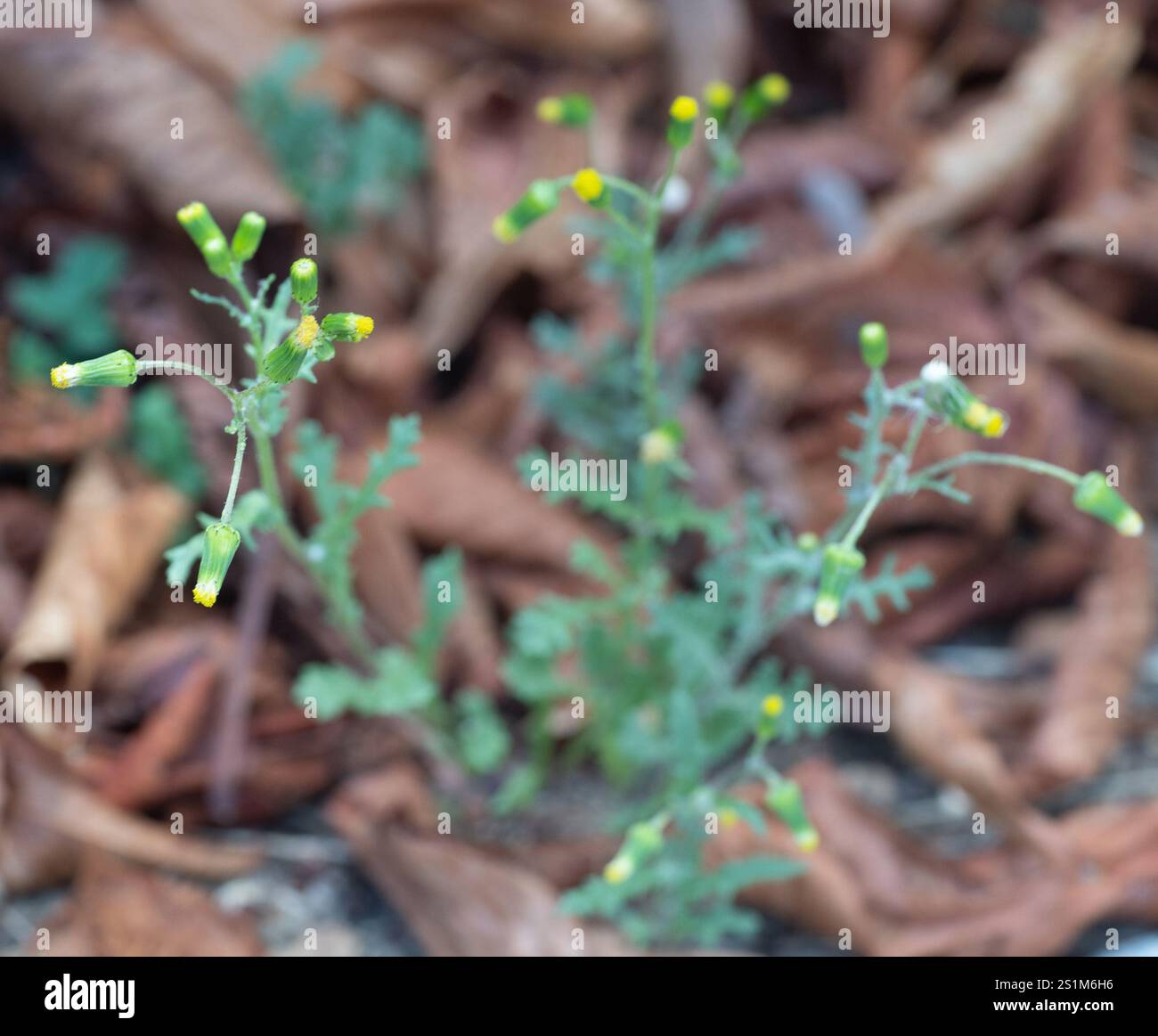 common groundsel (Senecio vulgaris Stock Photo - Alamy