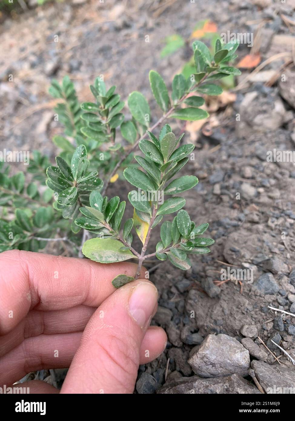 Oregon Boxwood (Paxistima myrsinites Stock Photo - Alamy