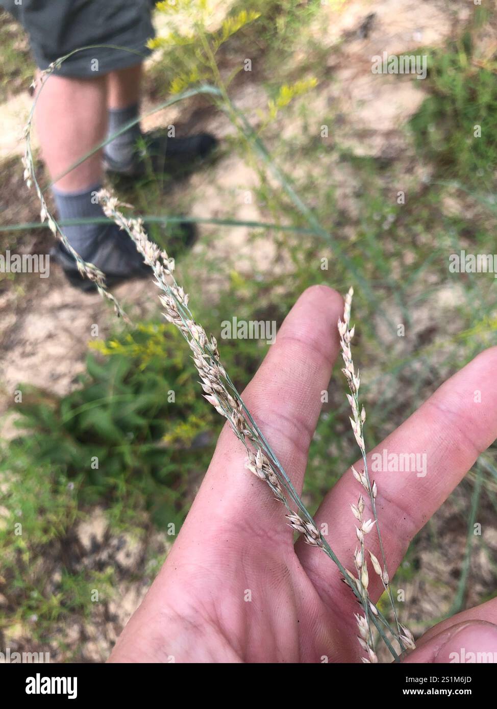 Bitter Panicgrass (Panicum amarum Stock Photo - Alamy