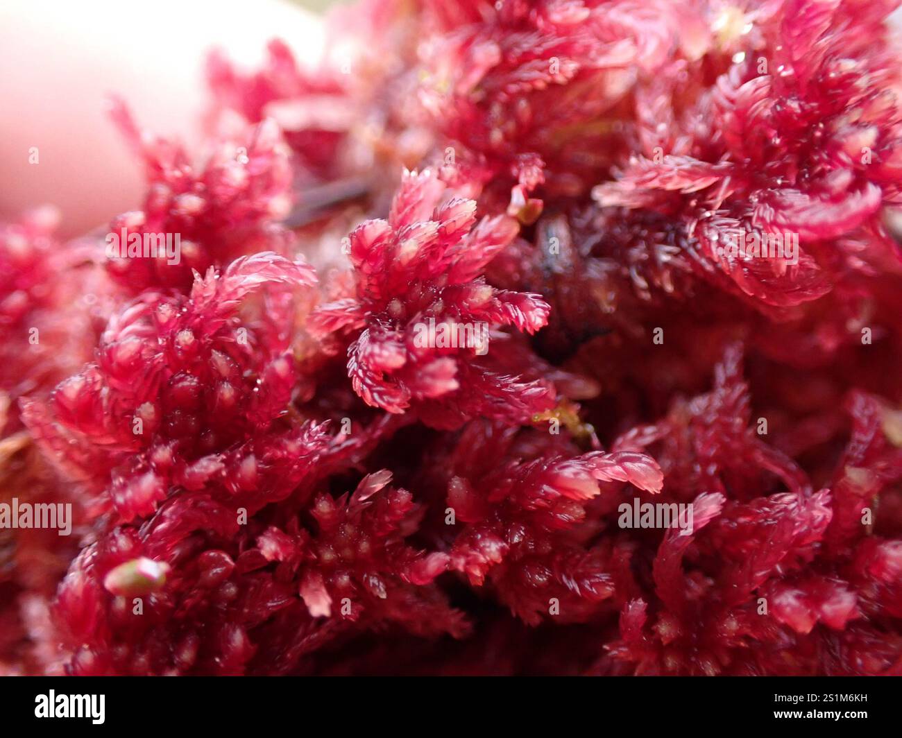 Red Peatmoss (Sphagnum rubellum Stock Photo - Alamy