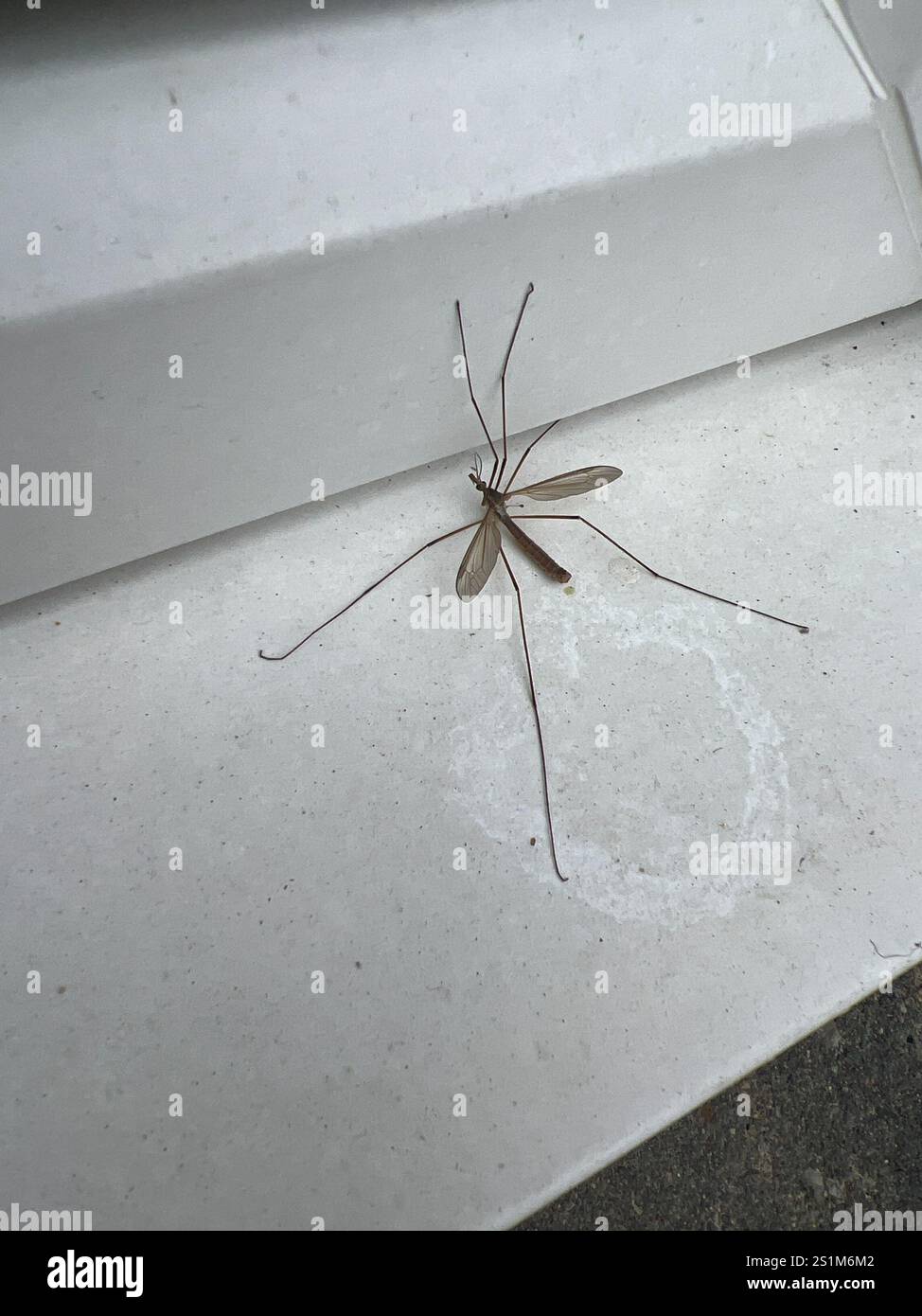 European Crane Fly (Tipula paludosa Stock Photo - Alamy