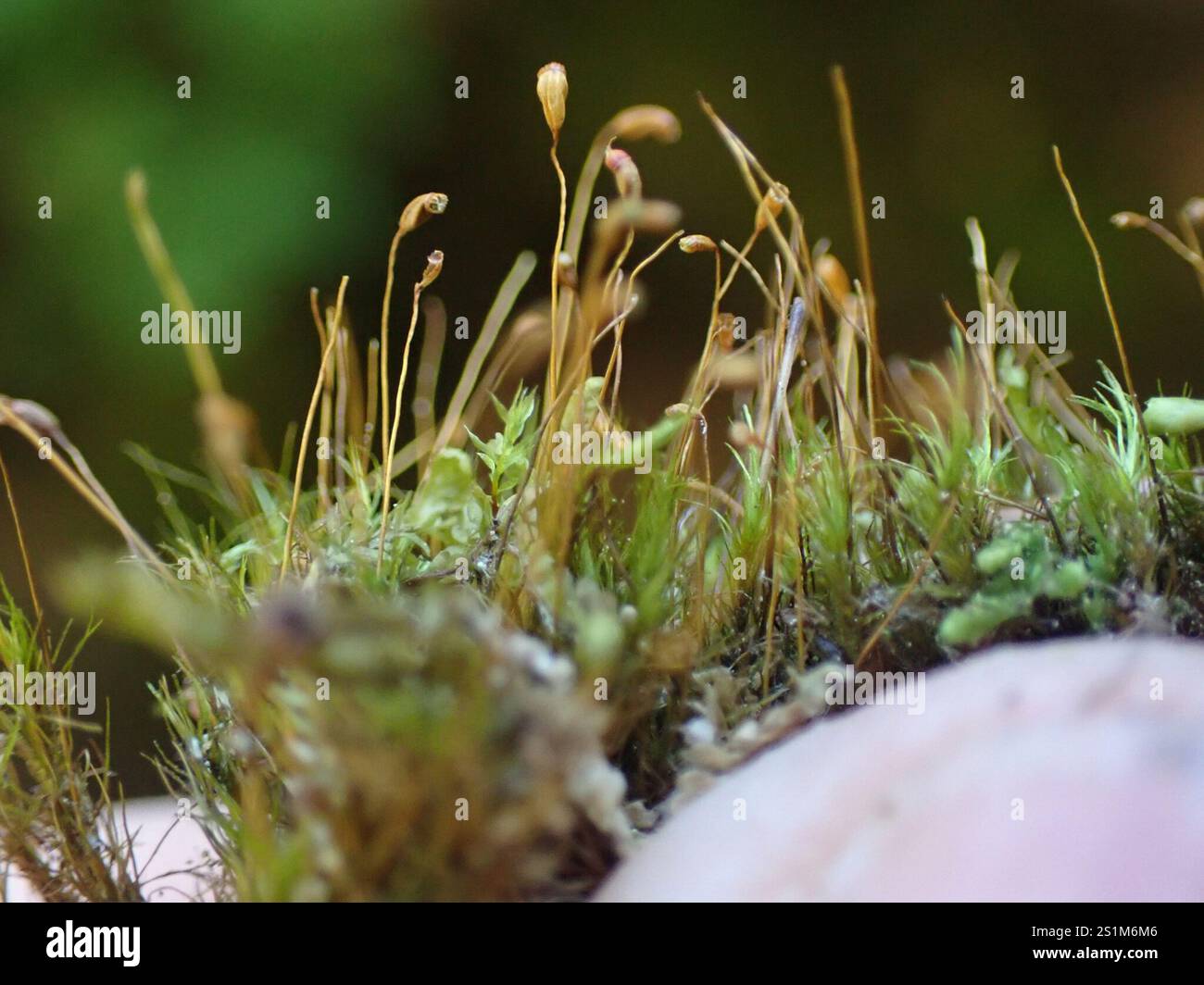 Silky Forklet-moss (Dicranella heteromalla Stock Photo - Alamy