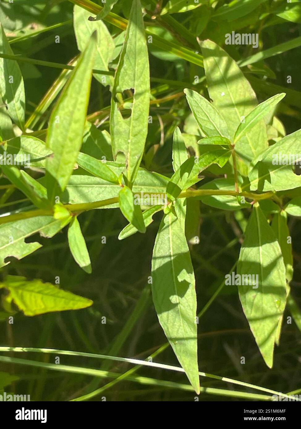 Seedbox (Ludwigia alternifolia Stock Photo - Alamy