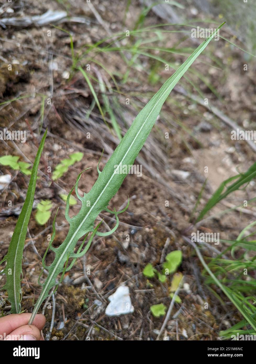 Slender Hawksbeard (Crepis atribarba Stock Photo - Alamy