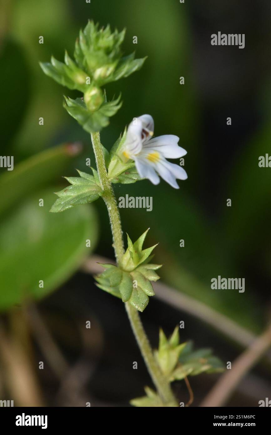 Common Eyebright (Euphrasia nemorosa Stock Photo - Alamy