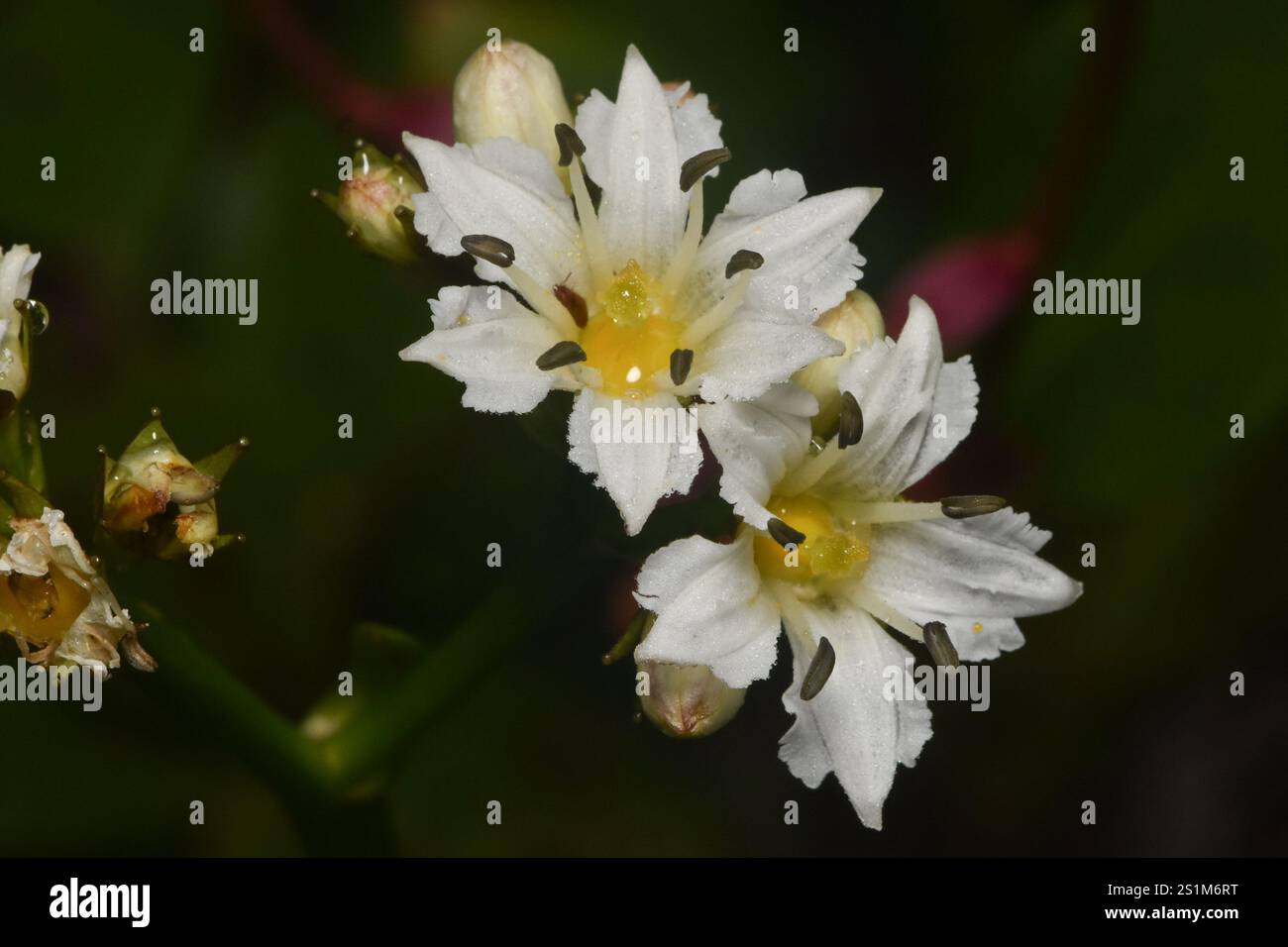 Deer-cabbage (Nephrophyllidium crista-galli Stock Photo - Alamy