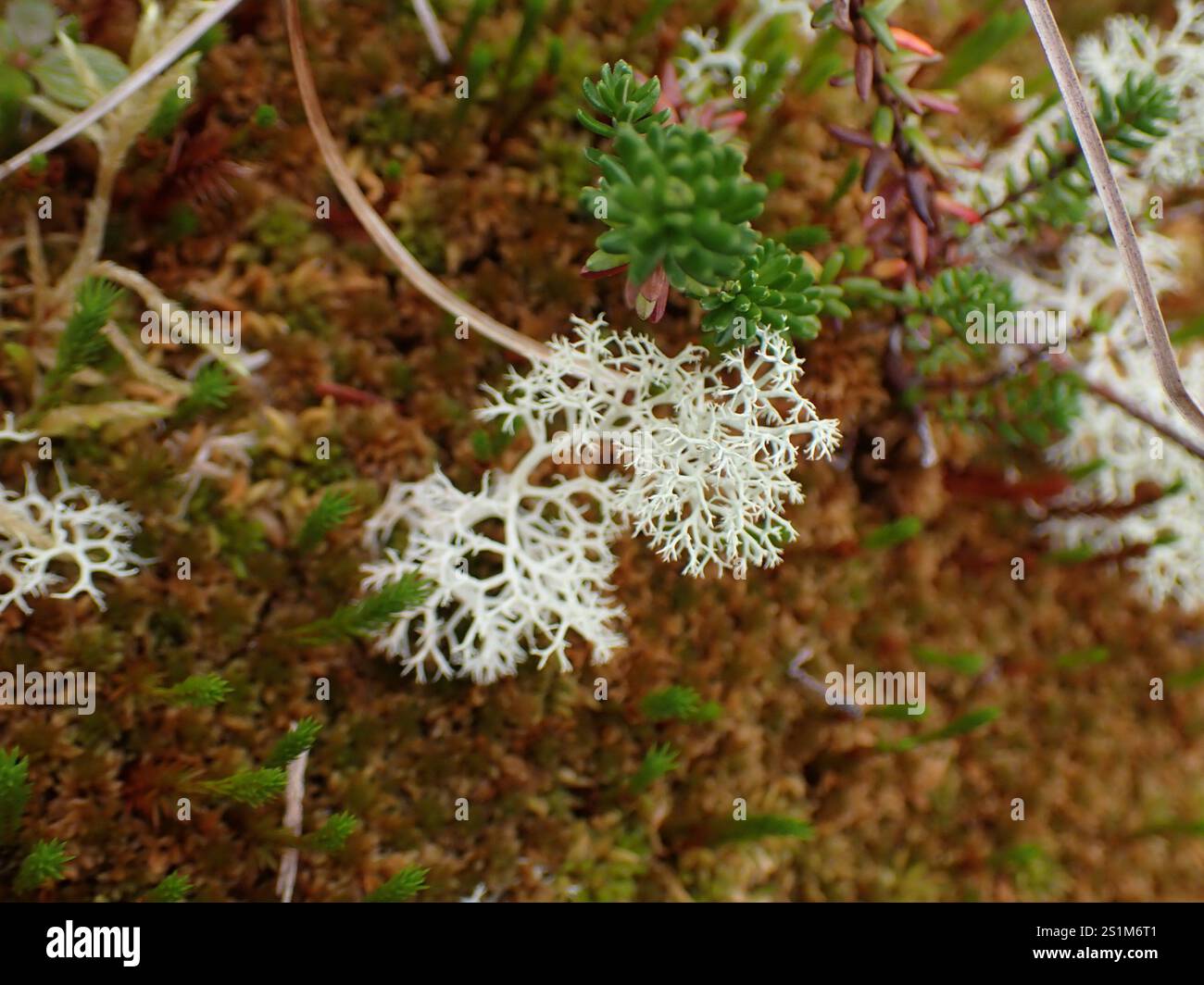 Green Reindeer Lichen (Cladonia arbuscula Stock Photo - Alamy