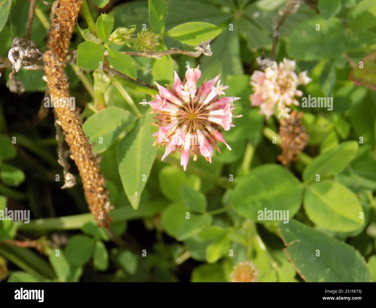 Alsike clover (Trifolium hybridum Stock Photo - Alamy