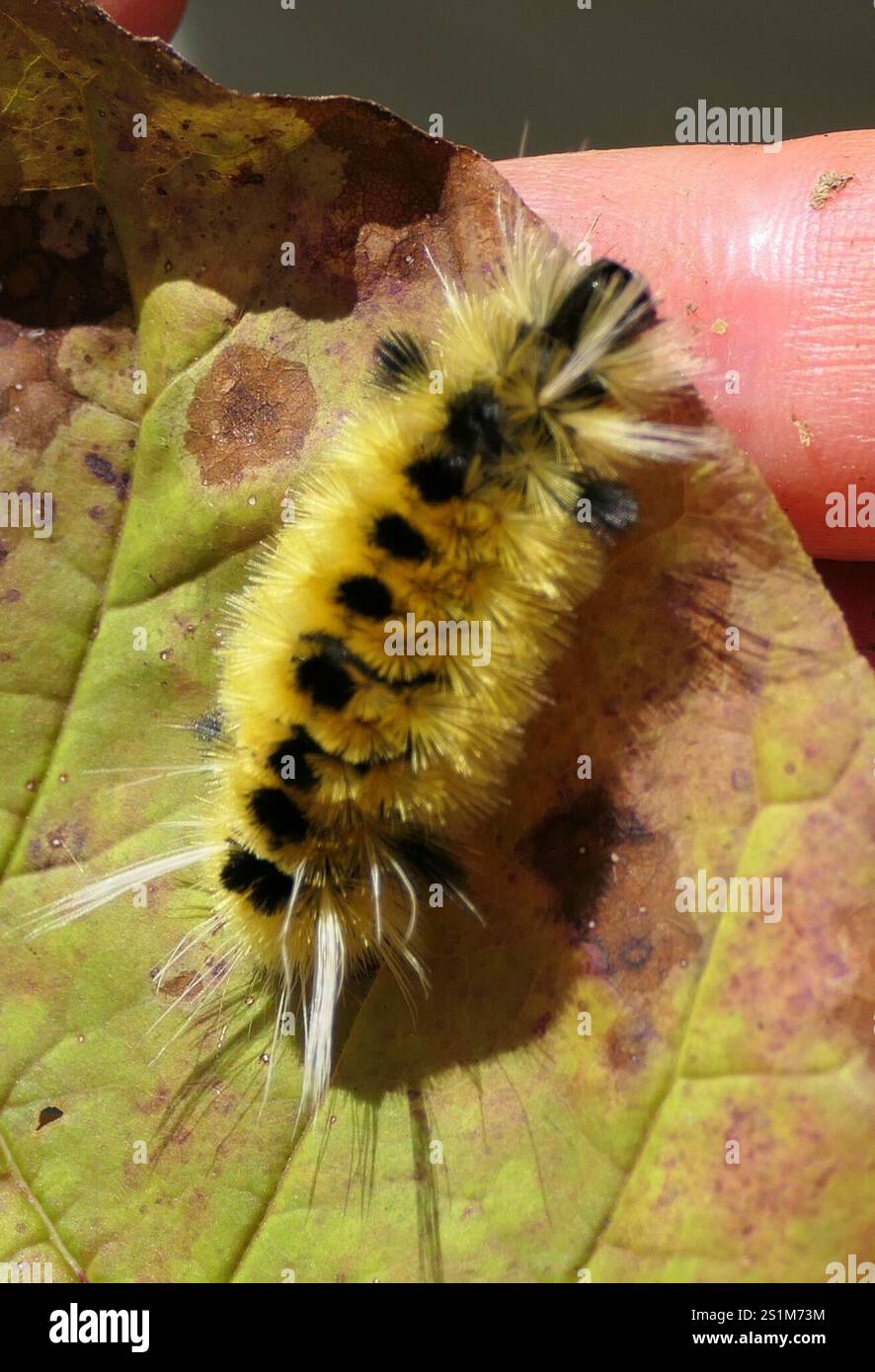 Spotted Tussock Moth (Lophocampa maculata Stock Photo - Alamy