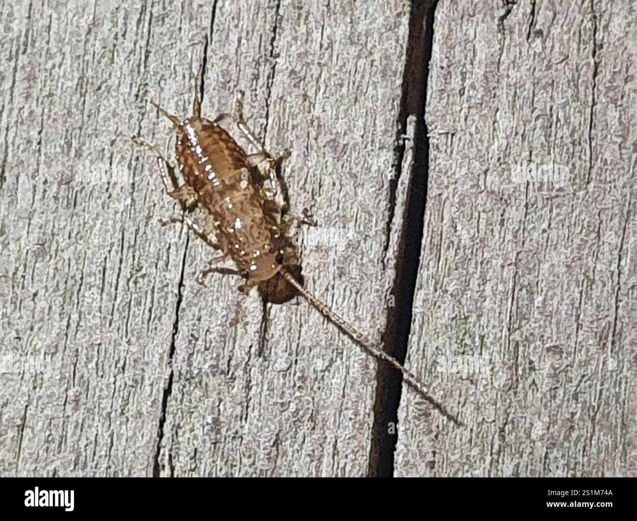Cockroaches and Termites (Blattodea Stock Photo - Alamy