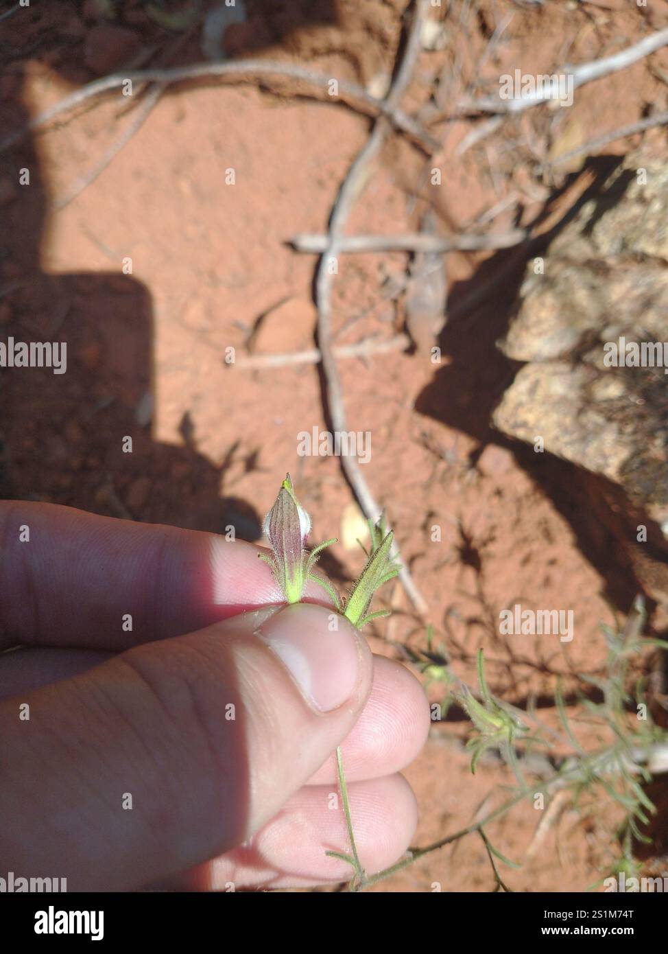 slender bird's beak (Cordylanthus tenuis Stock Photo - Alamy