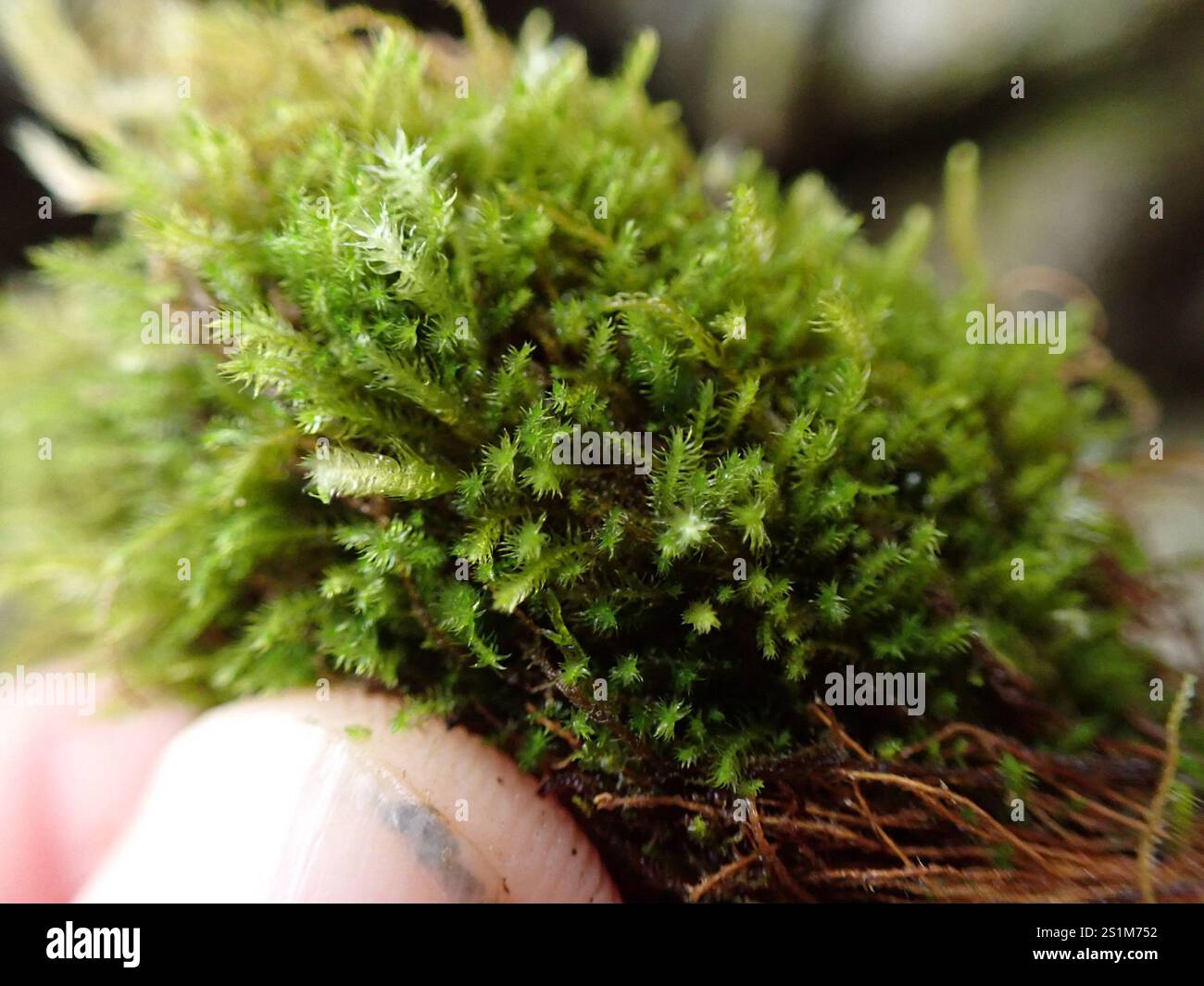 Bent Scissor-leaved Liverwort (Herbertus aduncus Stock Photo - Alamy