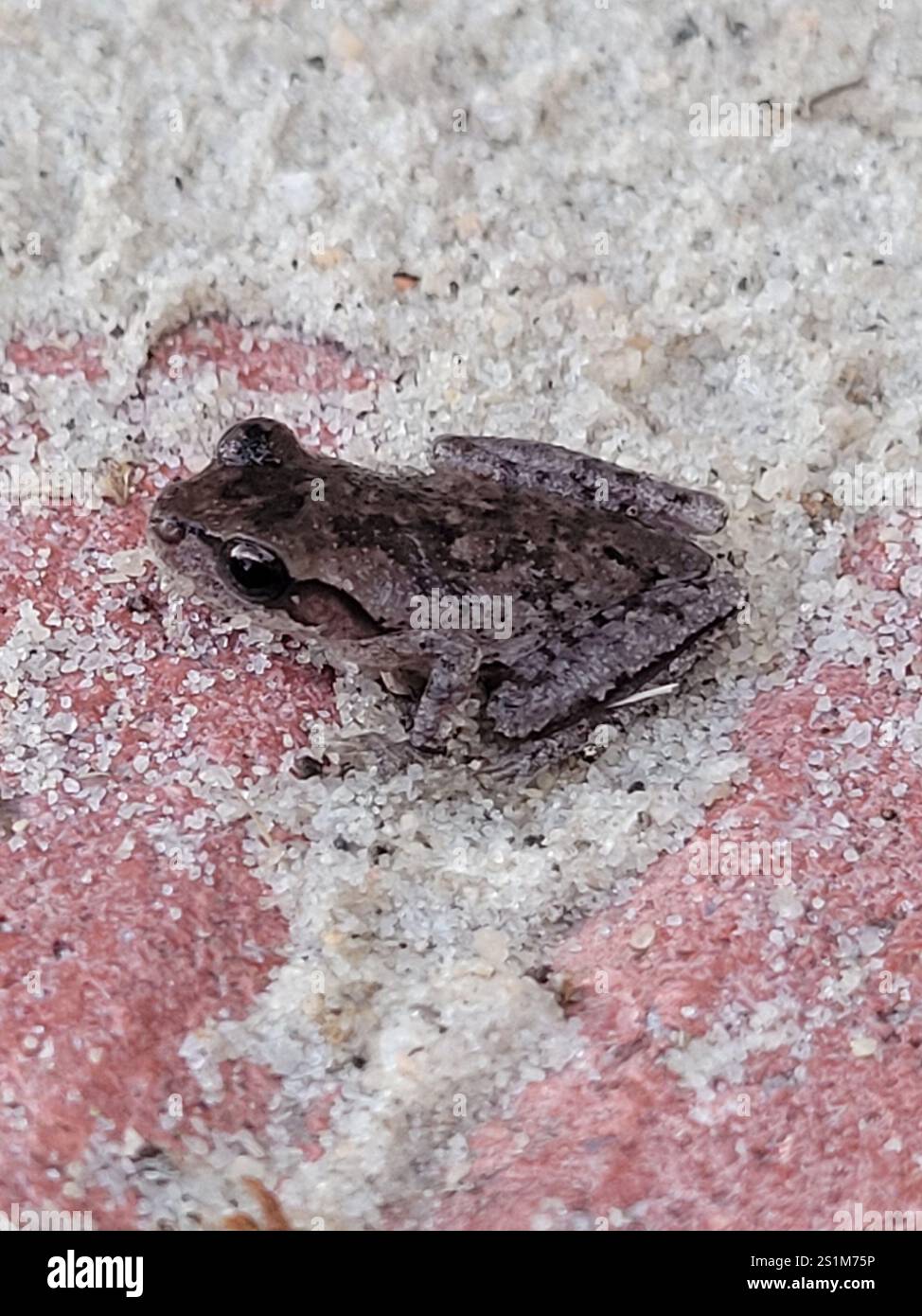 Pine Woods Tree Frog (Hyla femoralis Stock Photo - Alamy