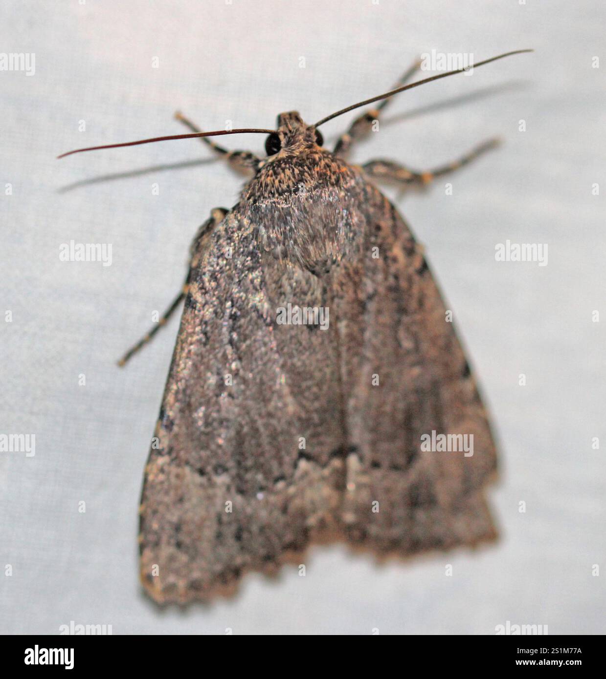 American Copper Underwing (Amphipyra pyramidoides Stock Photo - Alamy