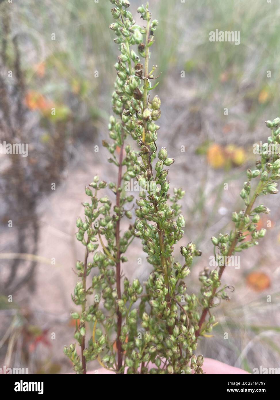Field Sagewort (Artemisia campestris Stock Photo - Alamy