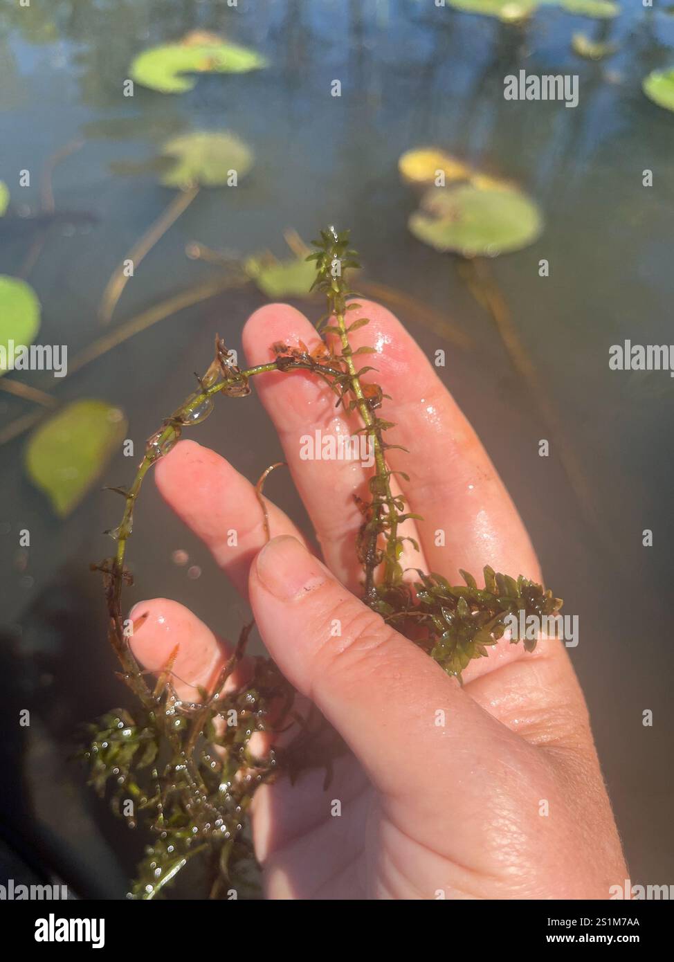 Canadian Waterweed (Elodea canadensis Stock Photo - Alamy
