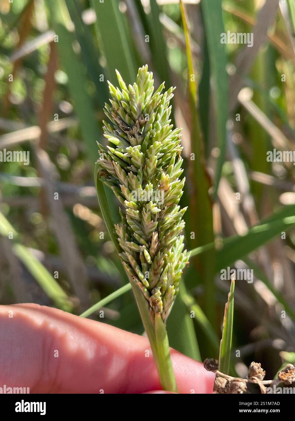 Saltgrass (Distichlis spicata Stock Photo - Alamy