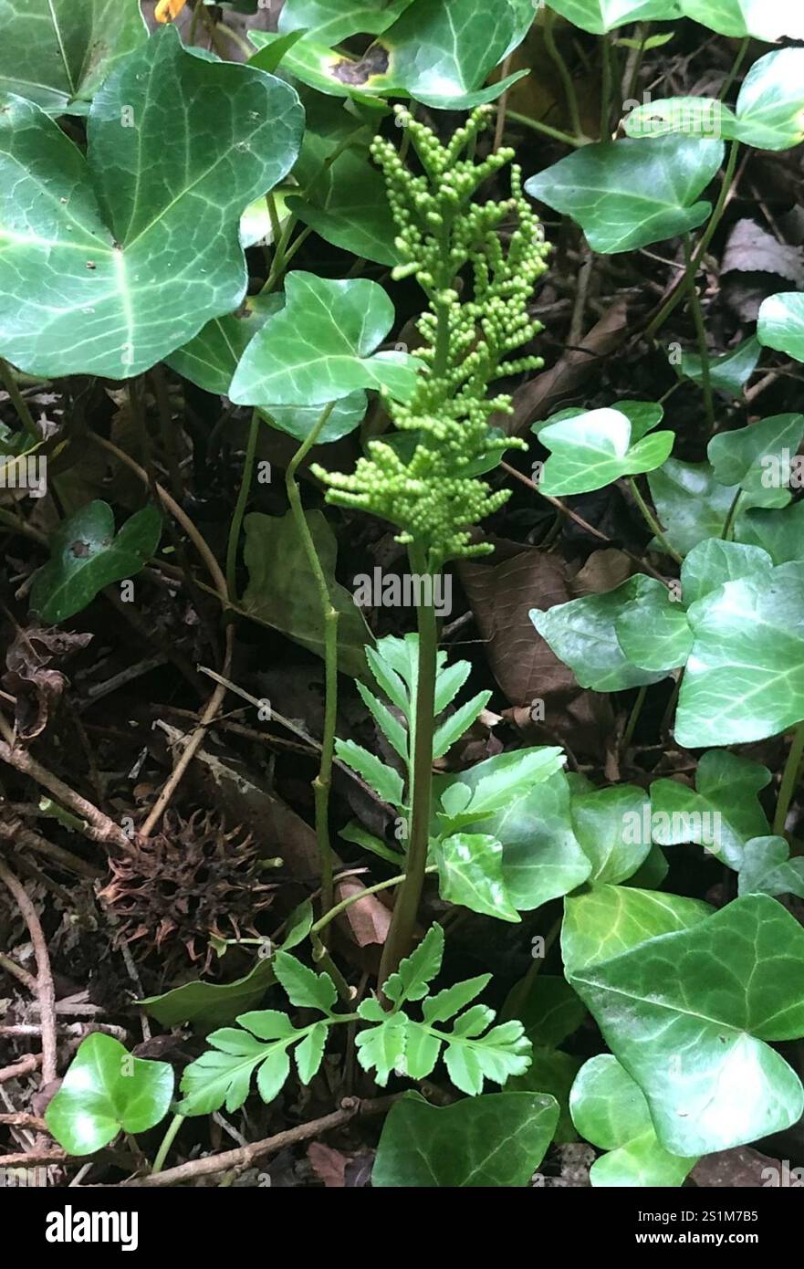 Cutleaf Grapefern (Sceptridium dissectum Stock Photo - Alamy