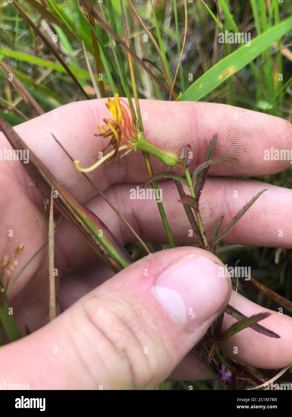 West Indian meadowbeauty (Rhexia cubensis Stock Photo - Alamy