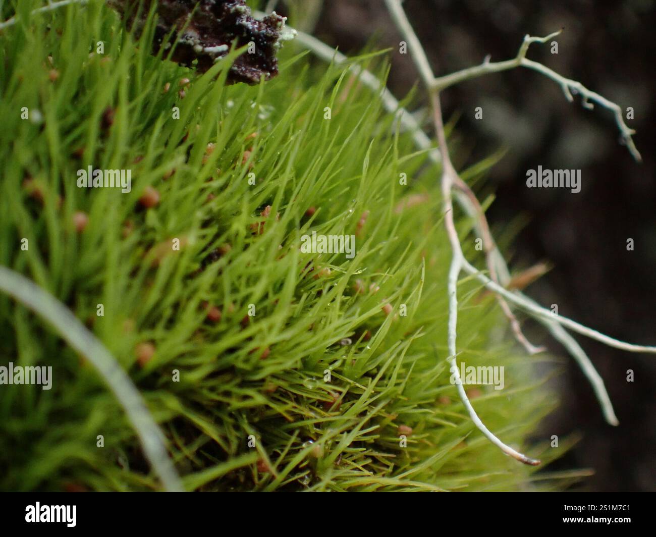 Fragile Fork-moss (Dicranum tauricum Stock Photo - Alamy