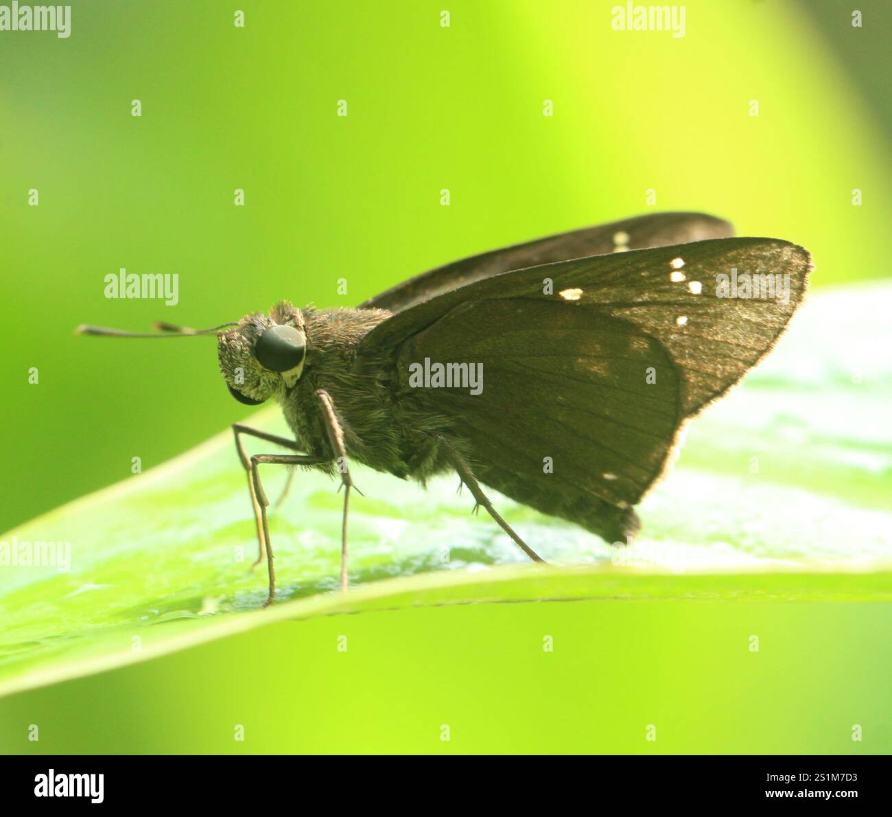 Paintbrush Swift (Baoris farri Stock Photo - Alamy