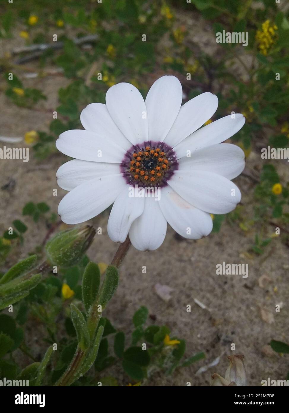 rain daisy (Dimorphotheca pluvialis Stock Photo - Alamy